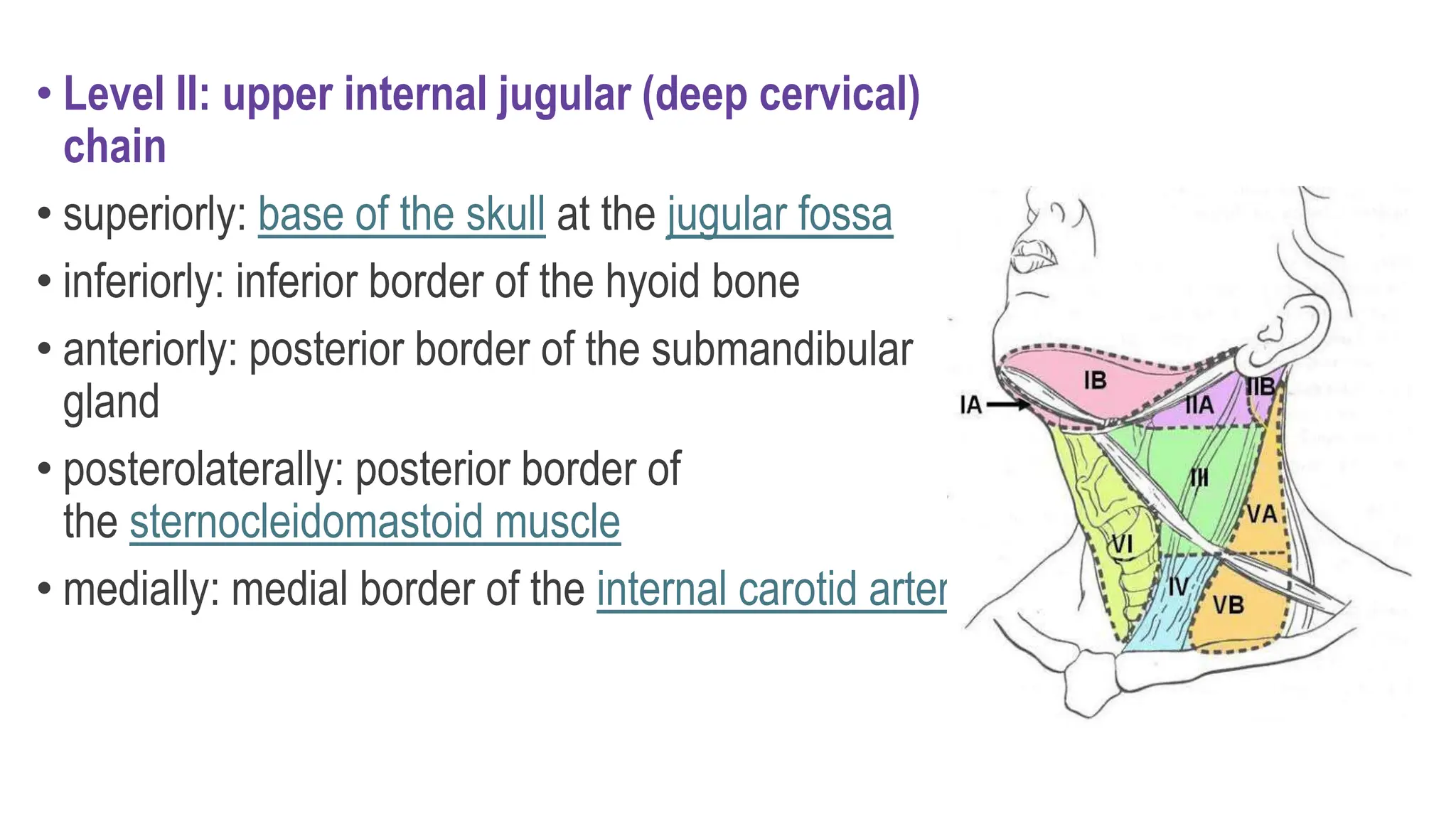 Neck Levels.. a presentation of the various Neck Levels | PPTX