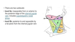 Neck Levels.. a presentation of the various Neck Levels | PPTX