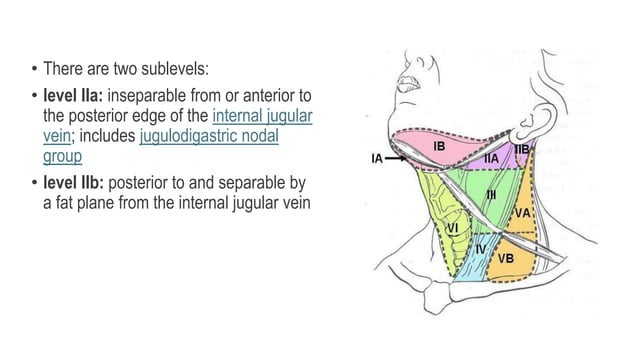 Neck Levels.. a presentation of the various Neck Levels | PPTX ...