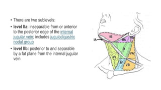 Neck Levels.. a presentation of the various Neck Levels | PPTX