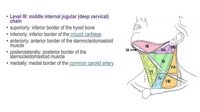 Neck Levels.. a presentation of the various Neck Levels | PPTX ...