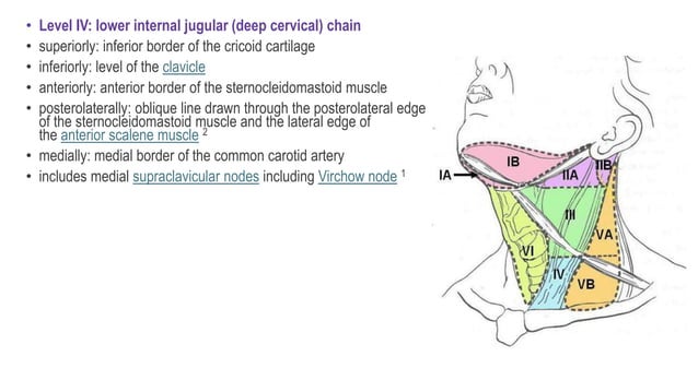 Neck Levels.. a presentation of the various Neck Levels | PPTX ...