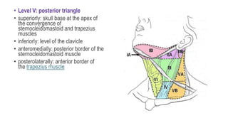 Neck Levels.. a presentation of the various Neck Levels | PPTX