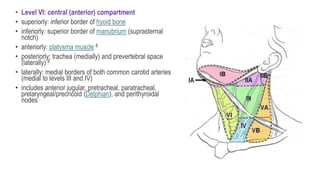 Neck Levels.. a presentation of the various Neck Levels | PPTX
