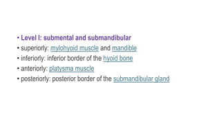 Neck Levels.. a presentation of the various Neck Levels | PPTX