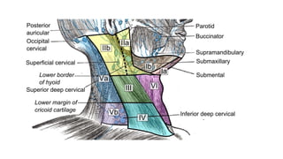 Neck Levels.. a presentation of the various Neck Levels | PPTX