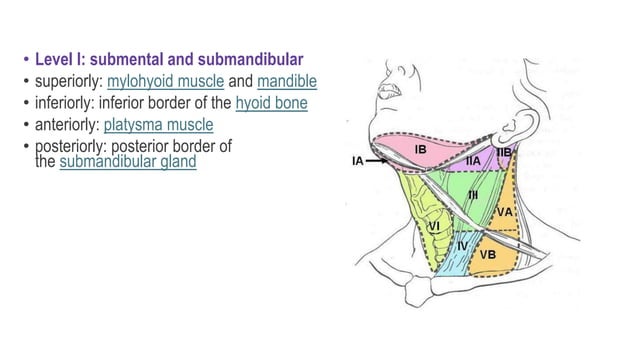 Neck Levels.. a presentation of the various Neck Levels | PPTX ...