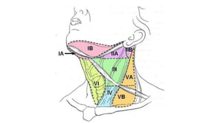 Neck Levels.. a presentation of the various Neck Levels | PPTX