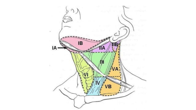 Neck Levels.. a presentation of the various Neck Levels | PPTX ...