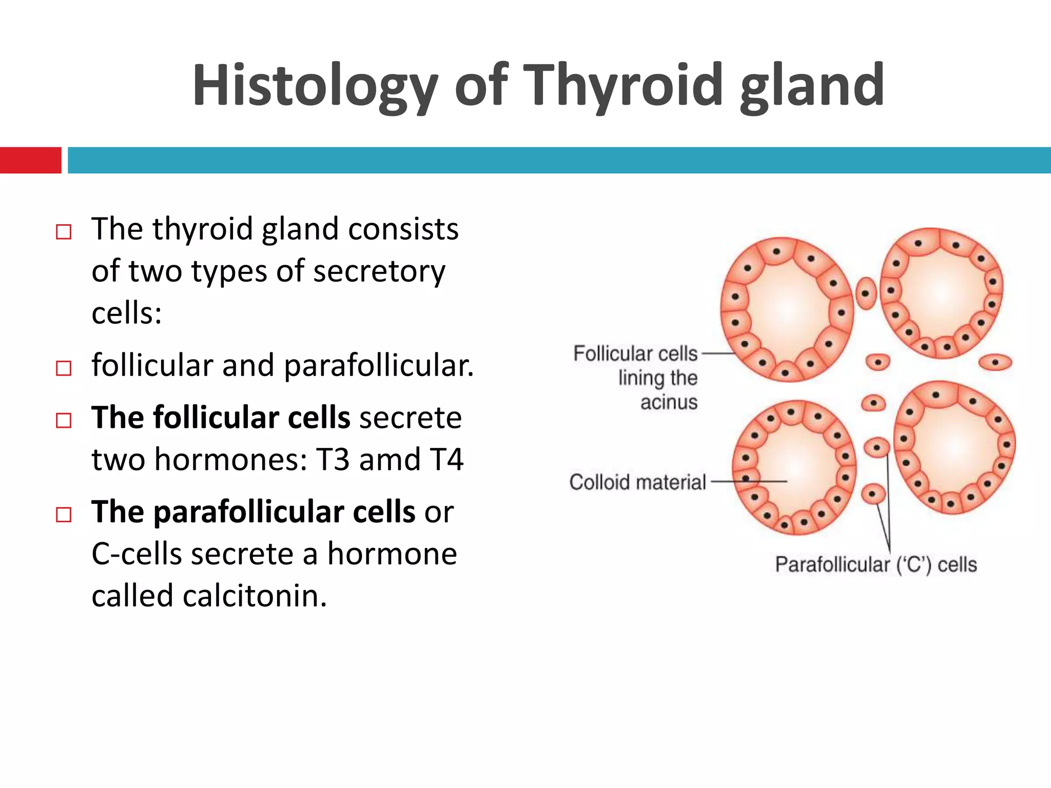 Neck Lump - A Case of Nodular Goitre | PPTX
