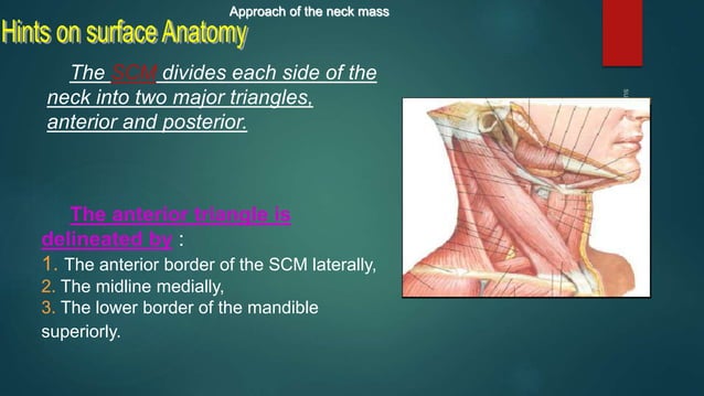 Neck mass differential diagnosis | PPTX | Thyroid Disorders | Endocrine ...