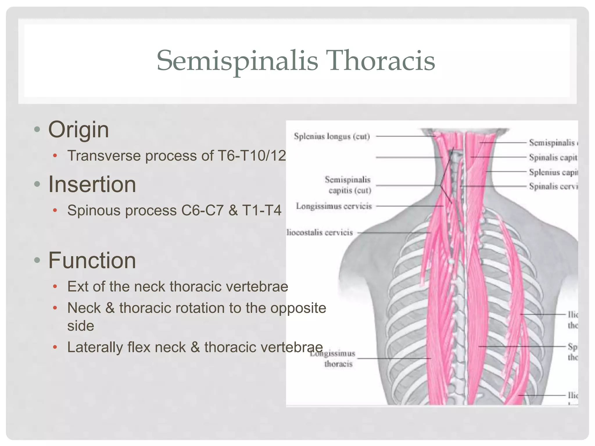 Neck muscles | PPTX