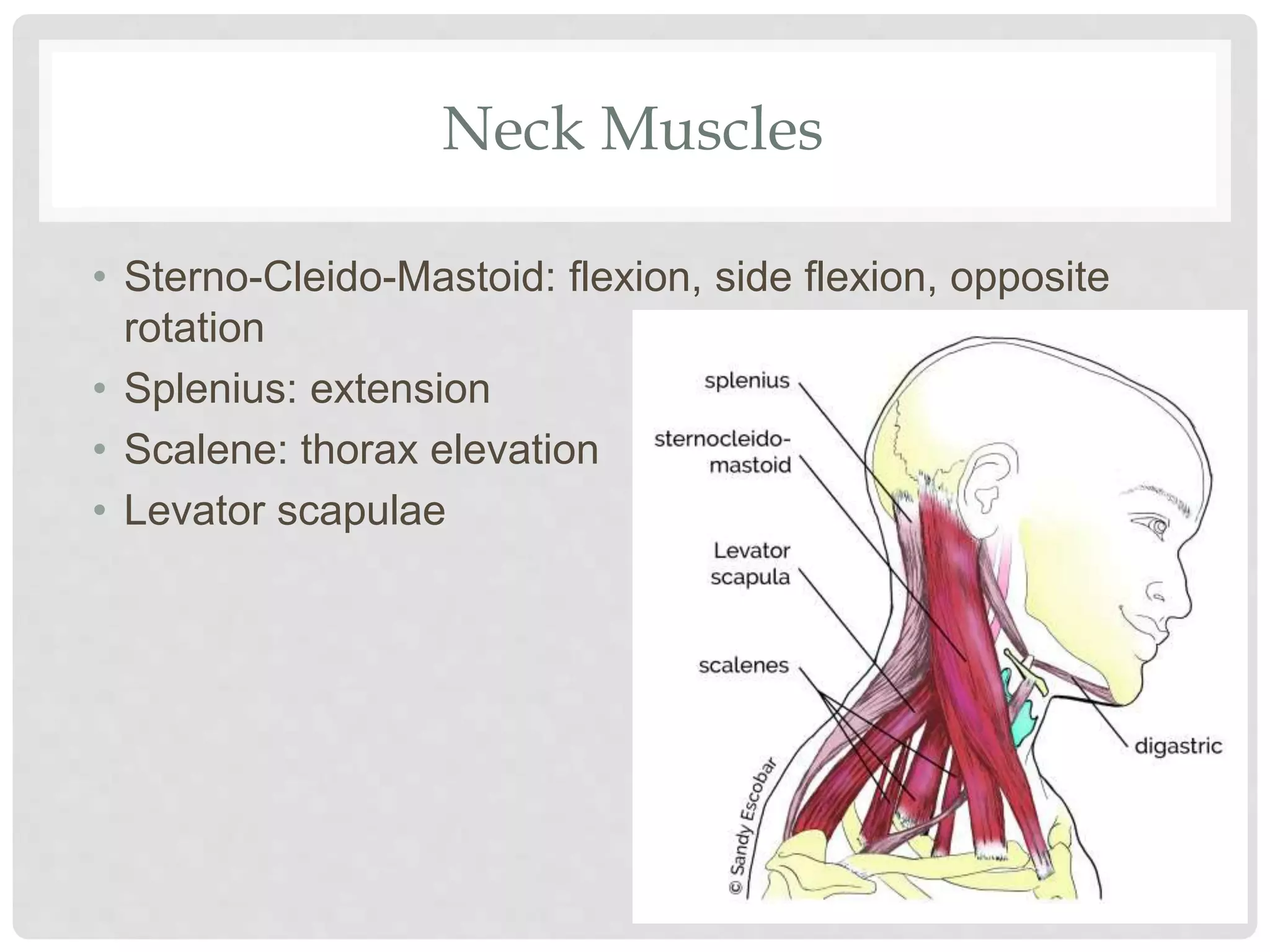 Neck muscles | PPTX