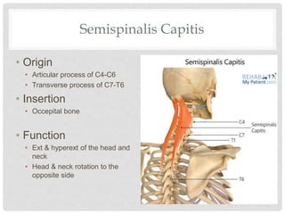 Neck muscles | PPTX