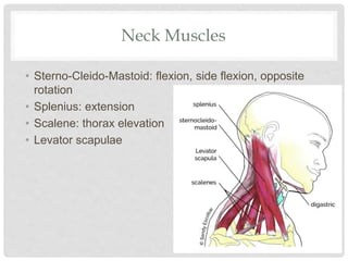 Neck muscles | PPTX