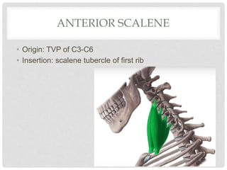 Neck muscles | PPTX