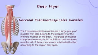 Neck Muscles | PPTX