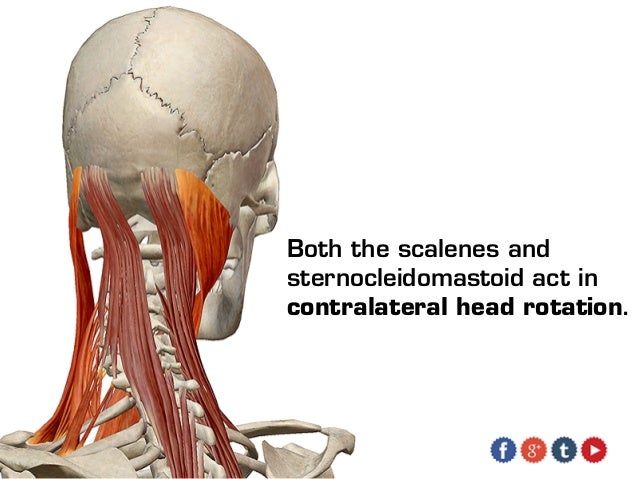 Neck muscles