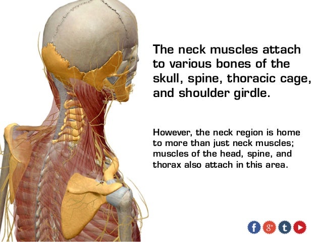Neck muscles