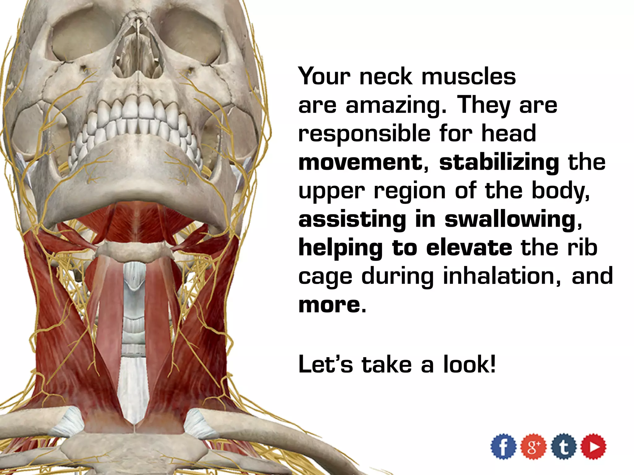 Visible Body - Sternocleidomastoid and the Scalene Muscles | PDF