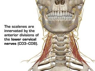 Visible Body - Sternocleidomastoid and the Scalene Muscles | PDF