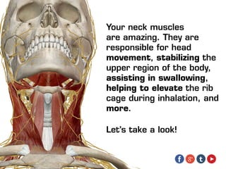 Sternocleidomastoid Action