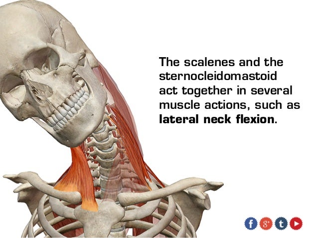 Visible Body - Sternocleidomastoid and the Scalene Muscles