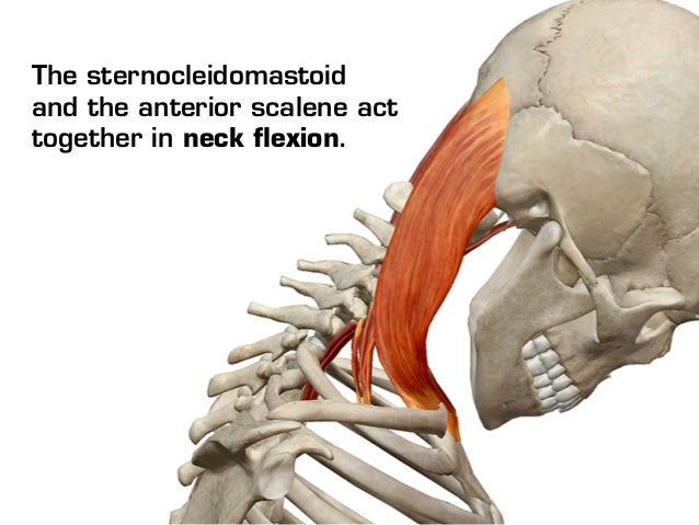 Visible Body - Sternocleidomastoid and the Scalene Muscles