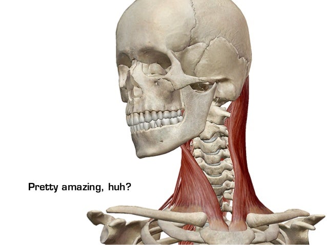 Visible Body - Sternocleidomastoid and the Scalene Muscles