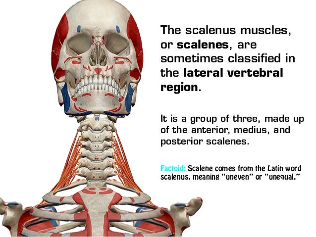 Visible Body - Sternocleidomastoid and the Scalene Muscles