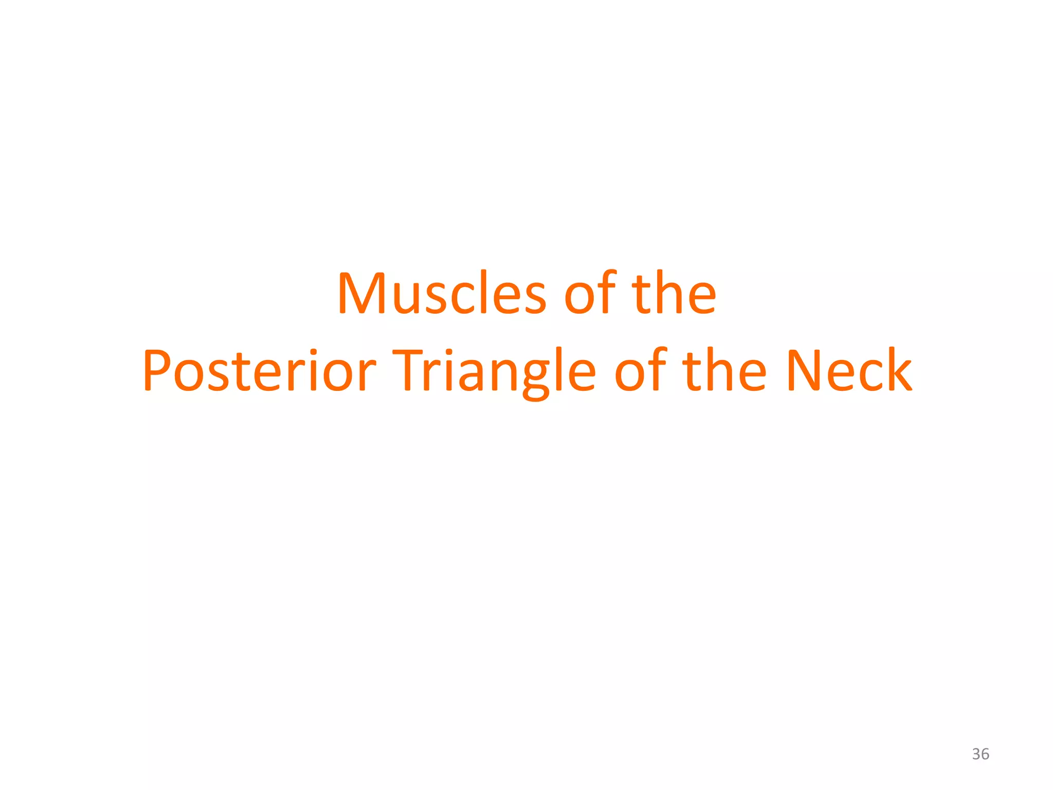 Neck muscles and triangles | PPTX | Thyroid Disorders | Endocrine and ...