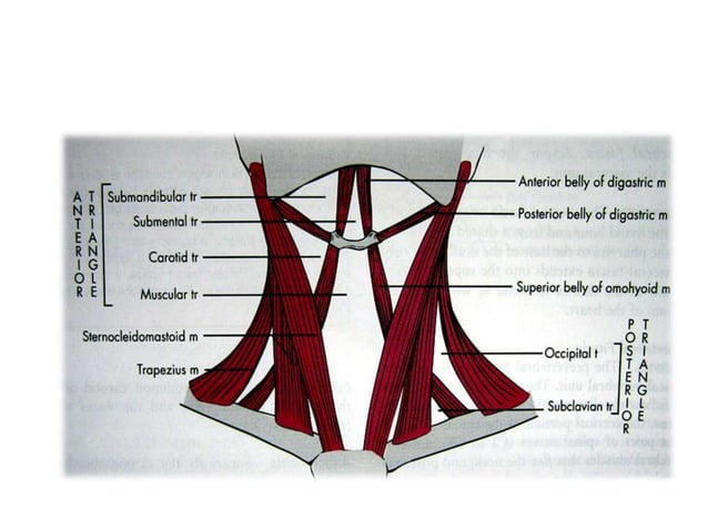 Neck muscles and triangles | PPTX | Thyroid Disorders | Endocrine and ...