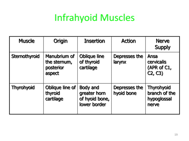 Neck muscles and triangles | PPTX | Thyroid Disorders | Endocrine and ...