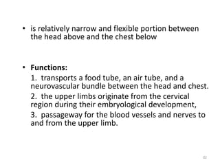 Neck muscles and triangles | PPTX | Thyroid Disorders | Endocrine and ...
