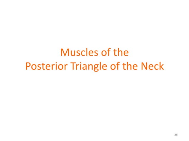 Neck muscles and triangles | PPTX | Thyroid Disorders | Endocrine and ...