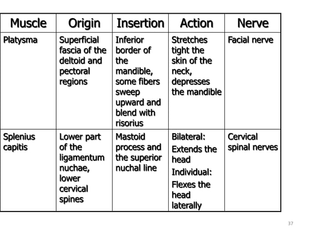 Neck muscles and triangles | PPTX | Thyroid Disorders | Endocrine and ...