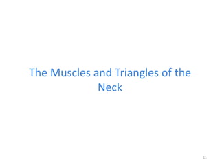 Neck muscles and triangles | PPTX