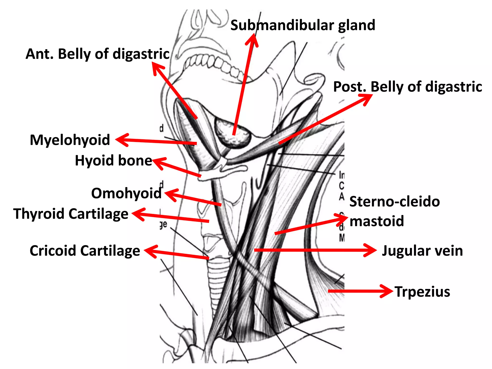 Neck node & Contouring Guidelines | PPTX