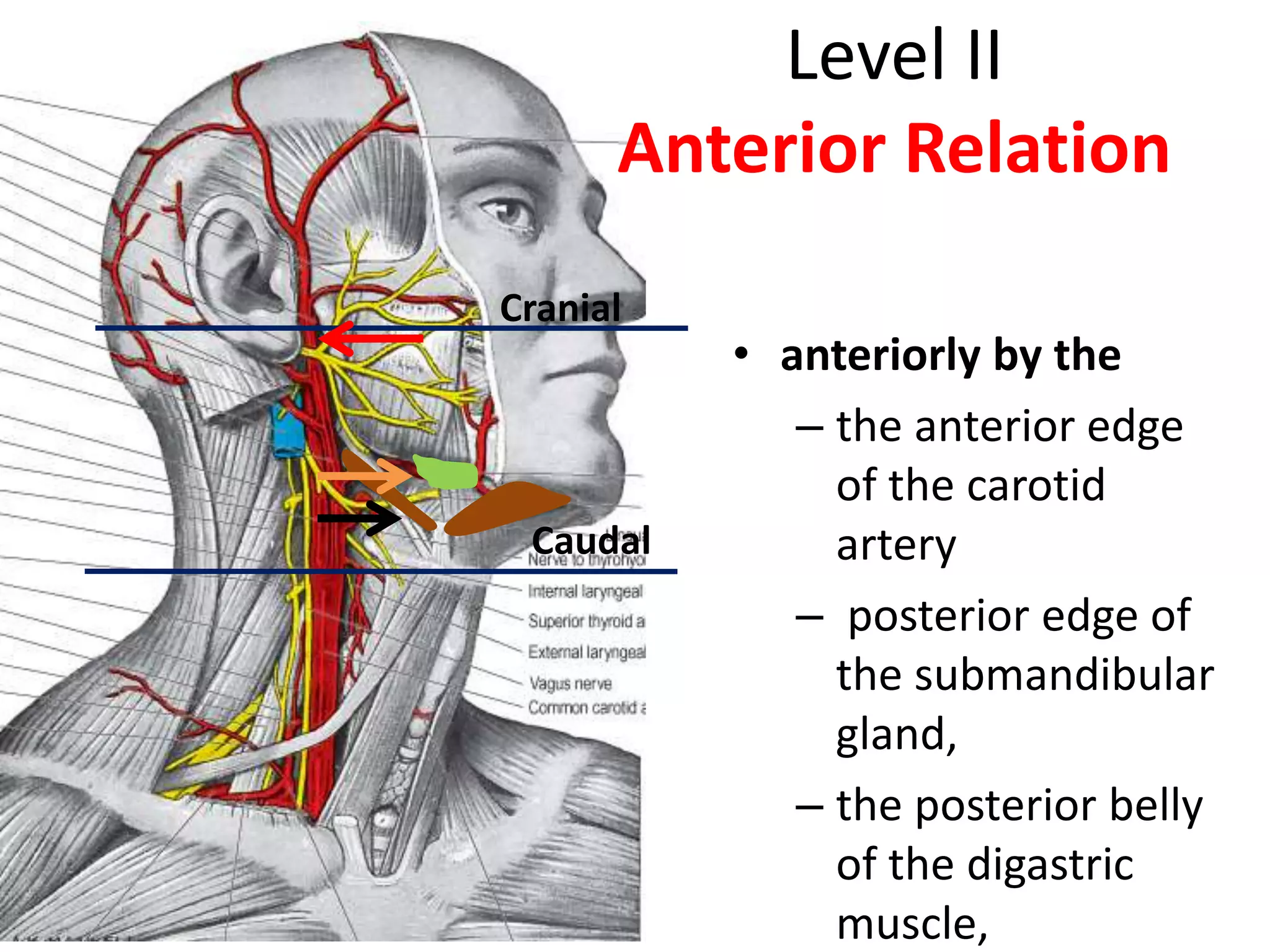 Neck node & Contouring Guidelines | PPTX