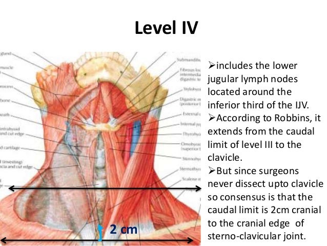 Neck node & Contouring Guidelines