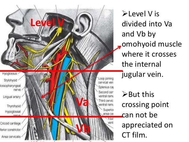 Neck node & Contouring Guidelines