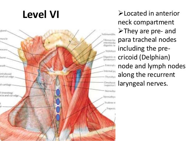 Neck node & Contouring Guidelines