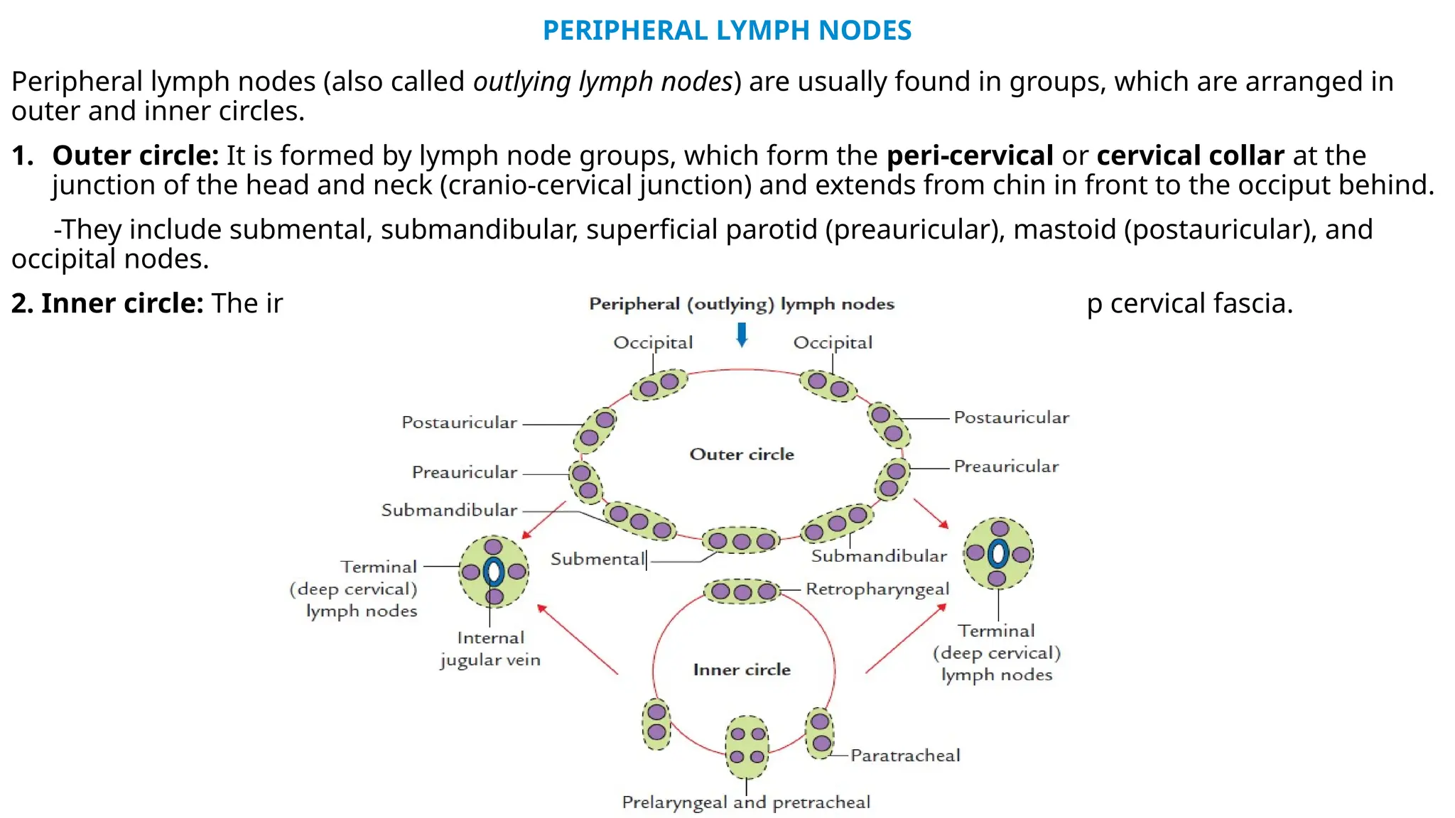 neck nodes and dissection types and lymph nodes levels | PPTX