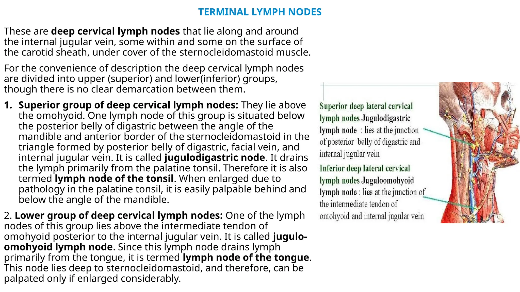 neck nodes and dissection types and lymph nodes levels | PPTX