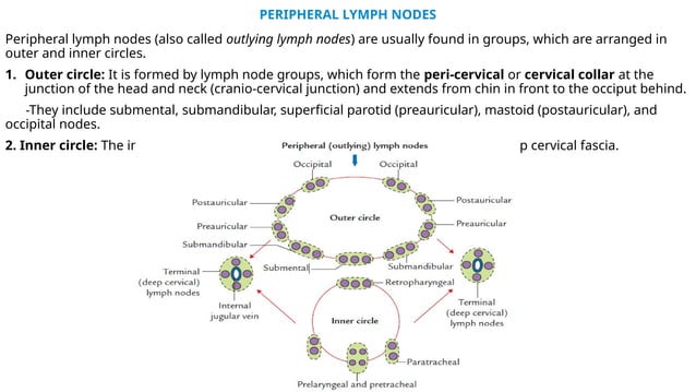 neck nodes and dissection types and lymph nodes levels | PPTX