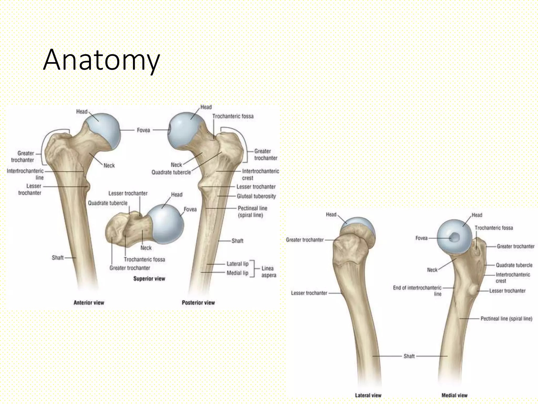 Neck of femur fracture & Trochanteric femur fracture | PPTX