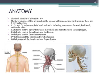 Neck pain- cause, tests, risk factors, treatment | PPTX
