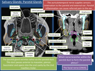 neck ppt.pptx