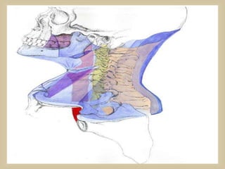 Neck space anatomy | PPTX