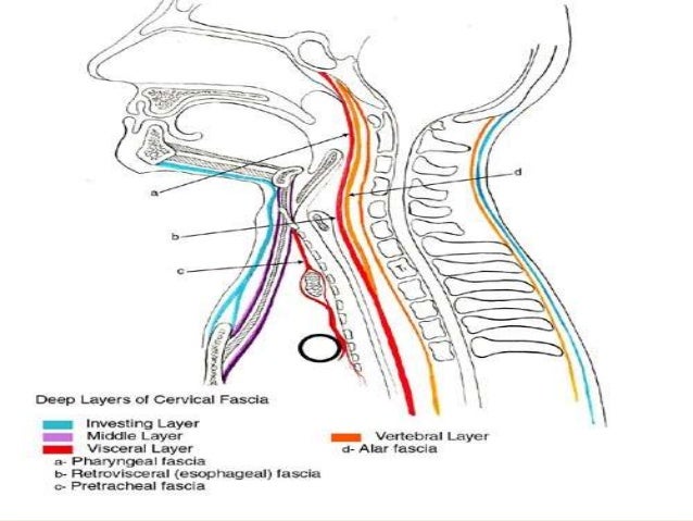 Pretracheal Space | www.picswe.net